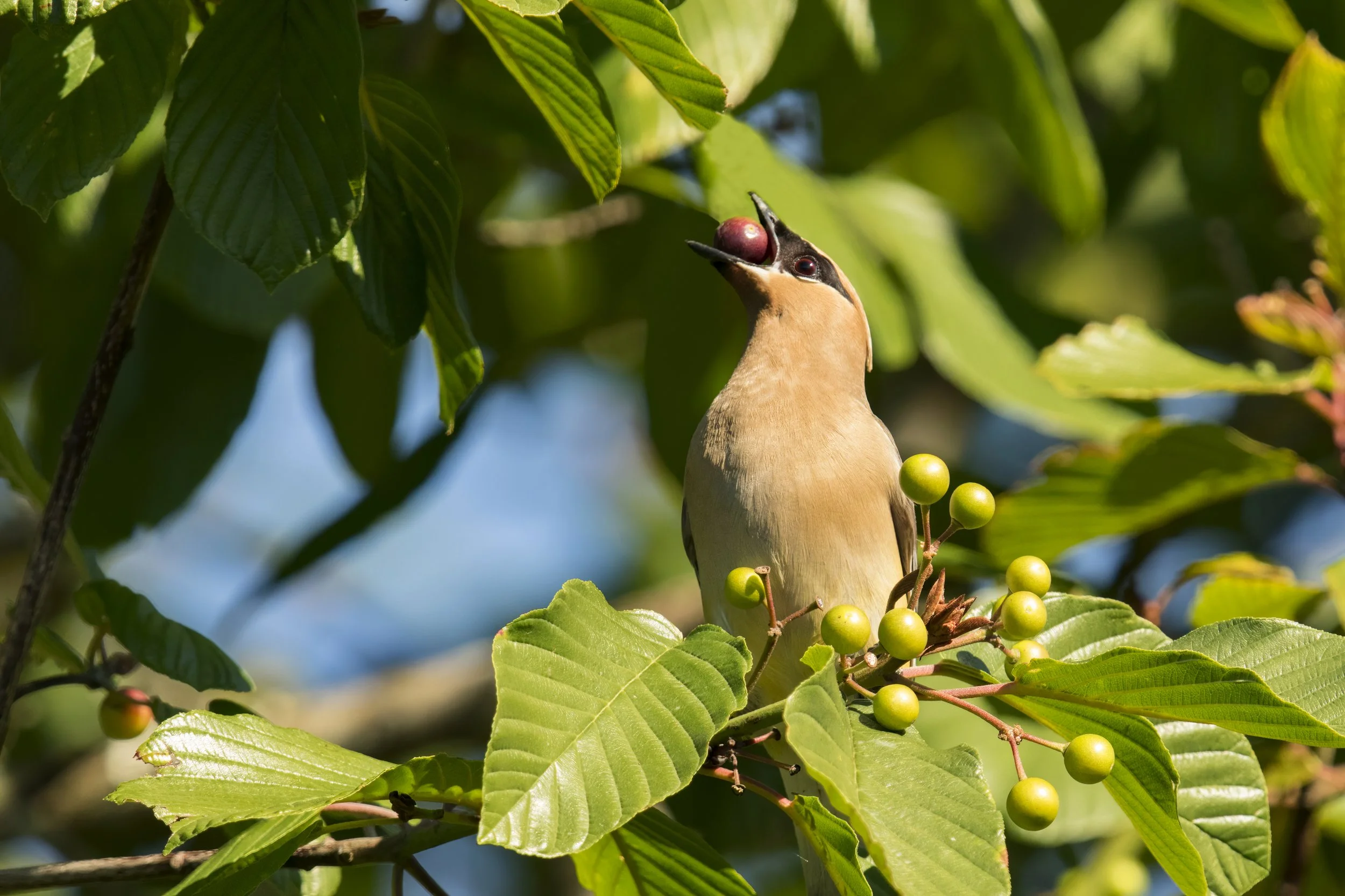 Native Plants for Birds — Pilchuck Audubon Society
