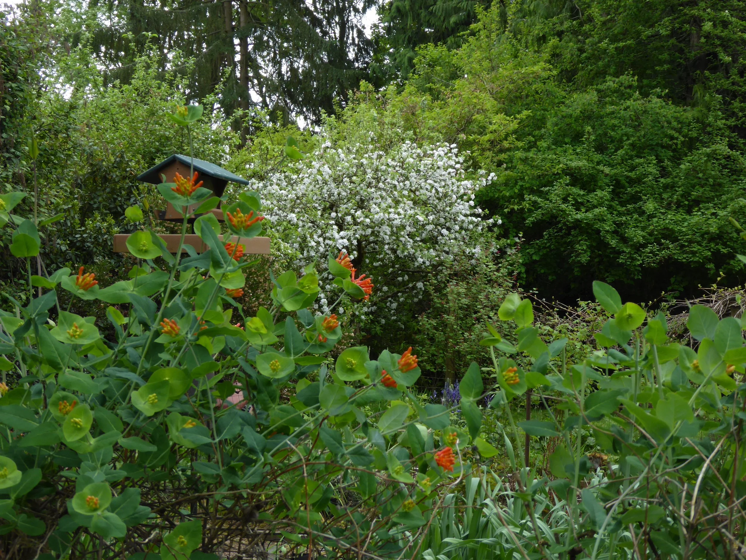 Native Plants for Birds — Pilchuck Audubon Society