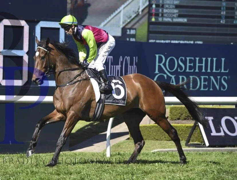 Success Stories — Pinhook Bloodstock International