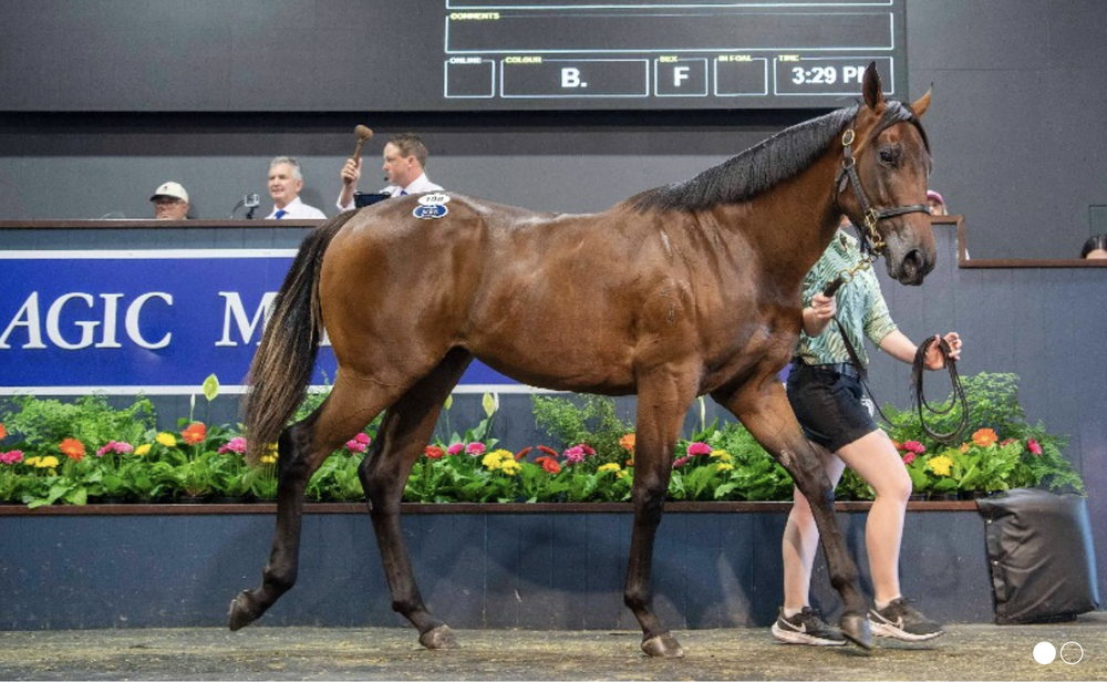 Risk and Reward: The Subtle Art of Pinhooking — Pinhook Bloodstock ...