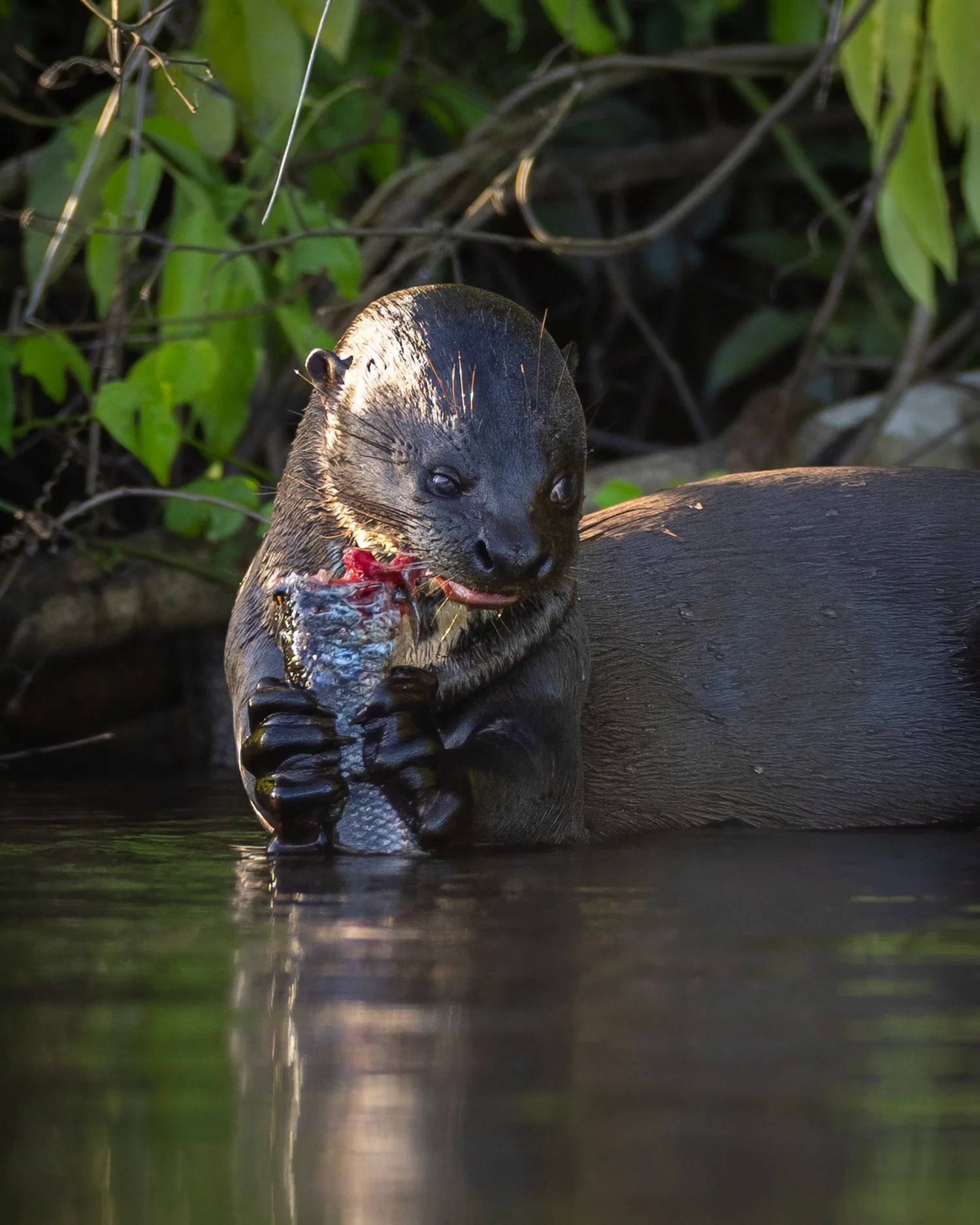 Portfolio — Dani Connor Wild