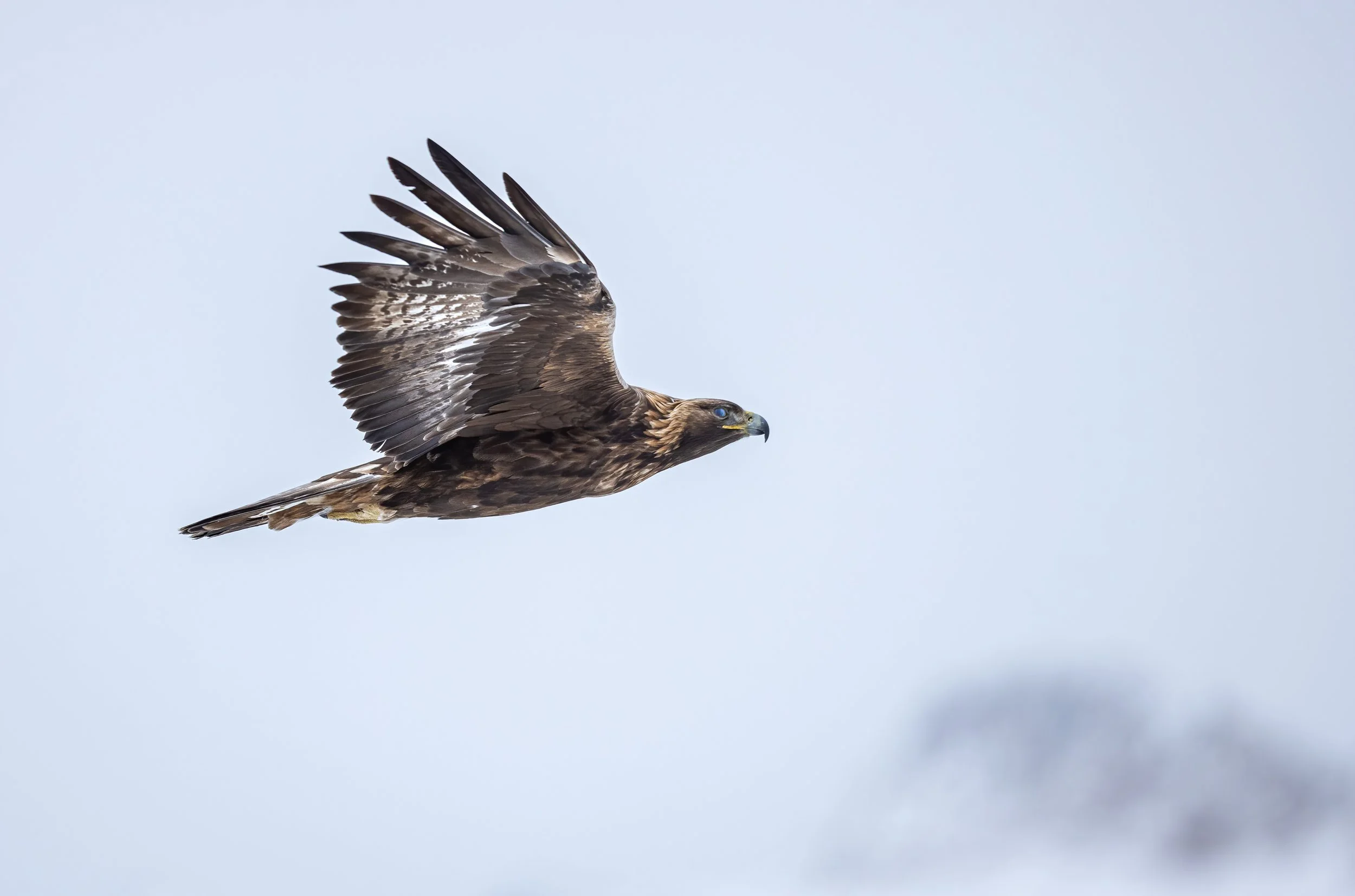 Incredible wildlife in the Swiss Alps — Dani Connor Wild