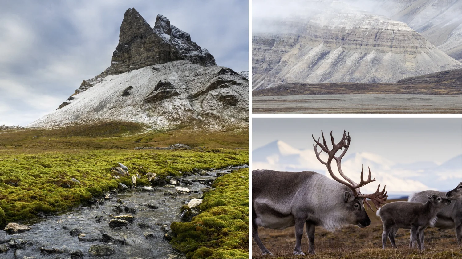 Wild Svalbard — Dani Connor Wild