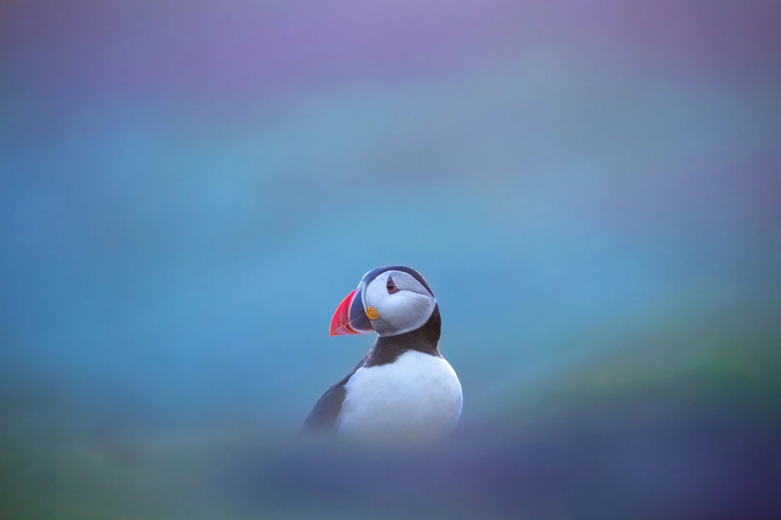 Portfolio — Dani Connor Wild