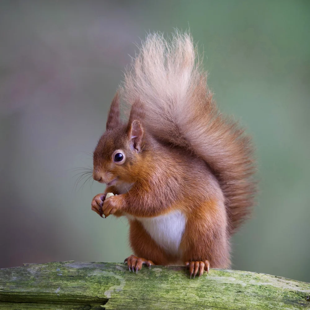 Red Squirrels — Dani Connor Wild