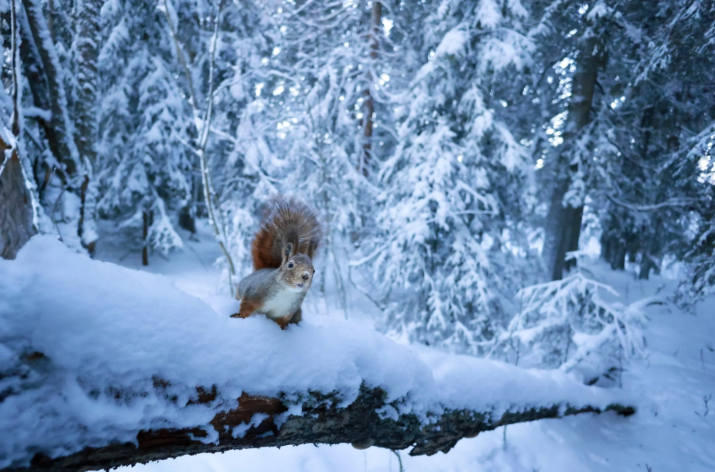 Shop — Dani Connor Wild