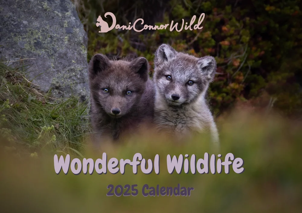 Shop — Dani Connor Wild