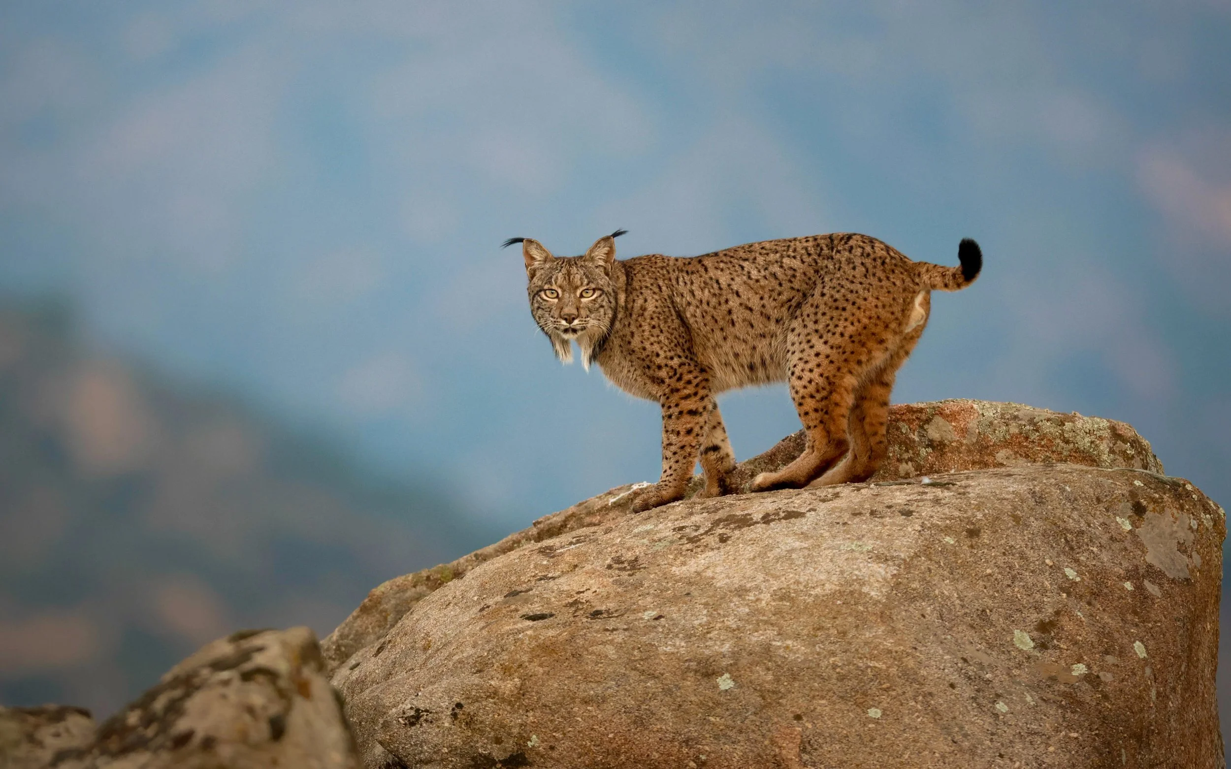 Portfolio — Dani Connor Wild