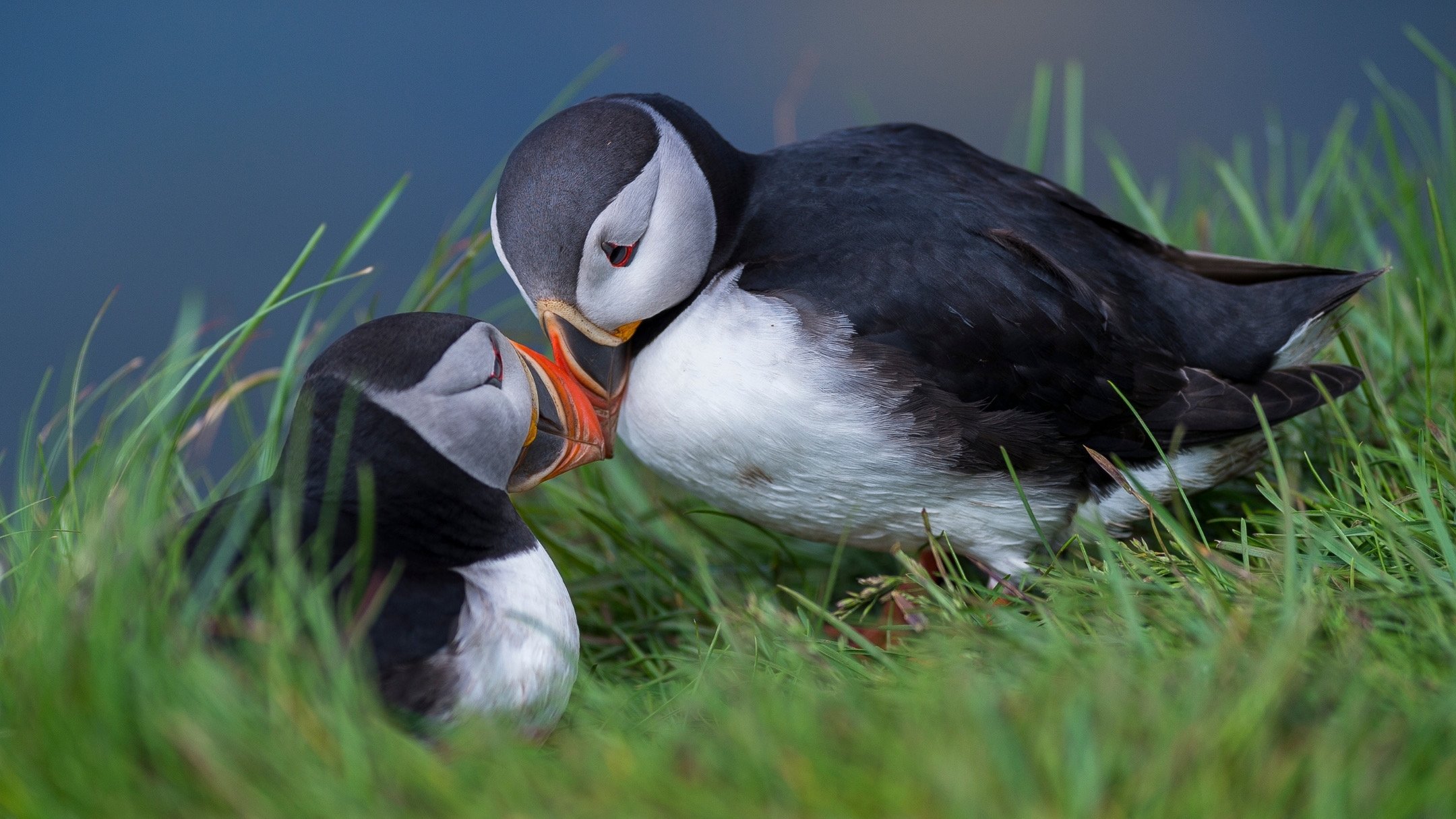 Wild Iceland Summer — Dani Connor Wild