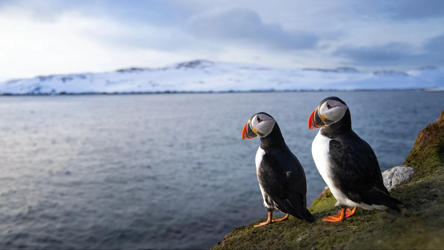 Wild Iceland Summer — Dani Connor Wild