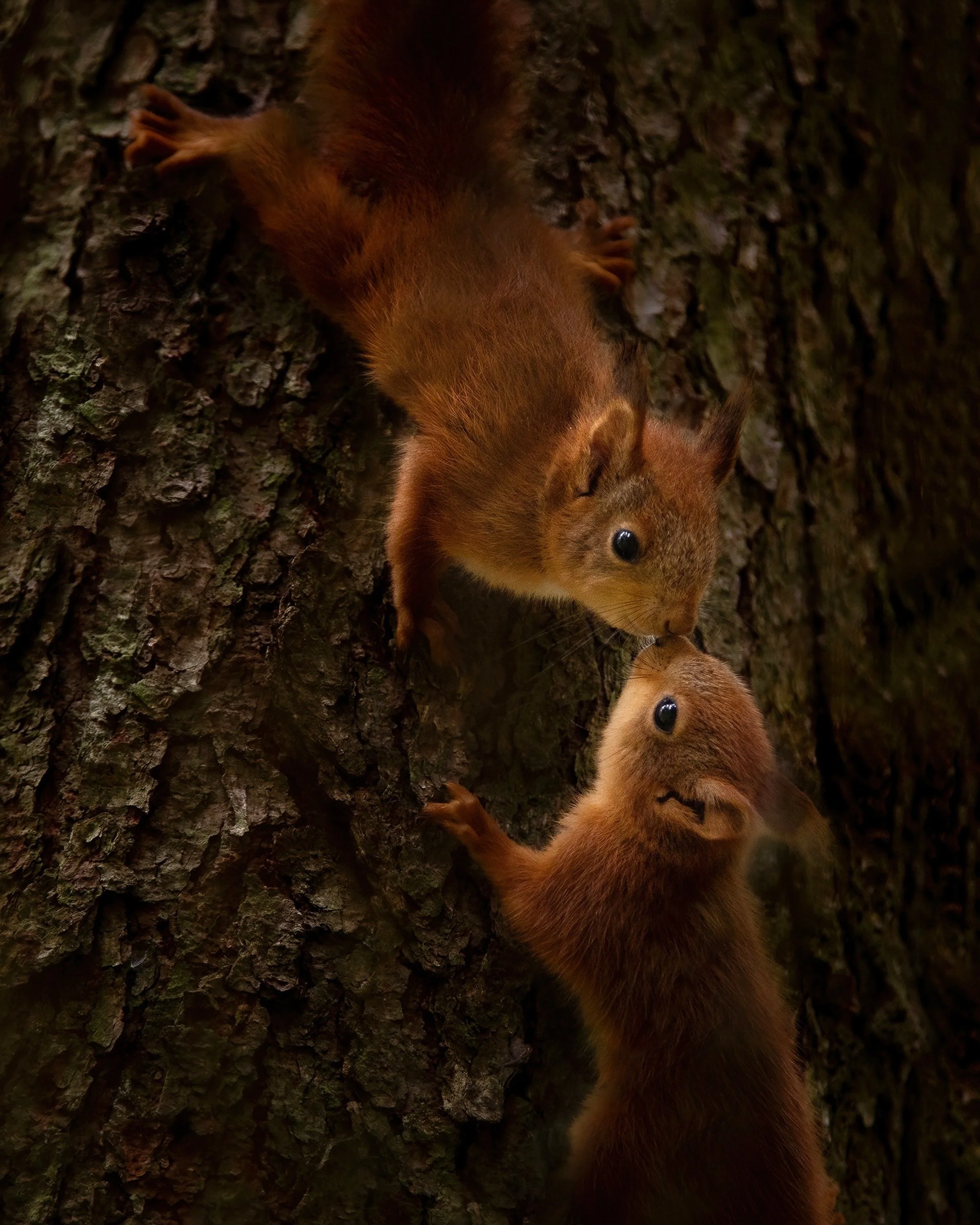 Portfolio — Dani Connor Wild