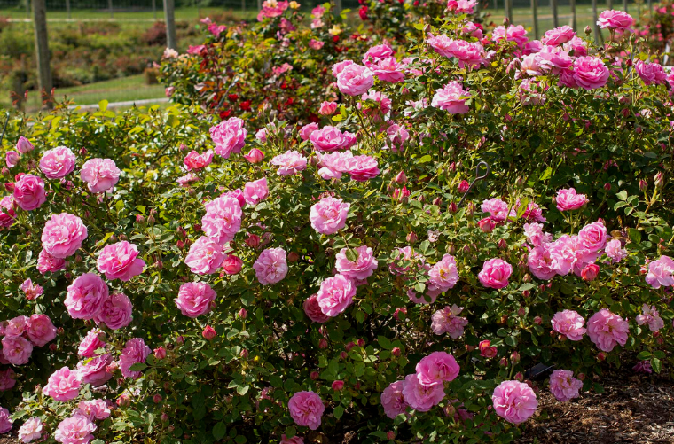 Rose Innovations - Home of the Knock Out Rose®