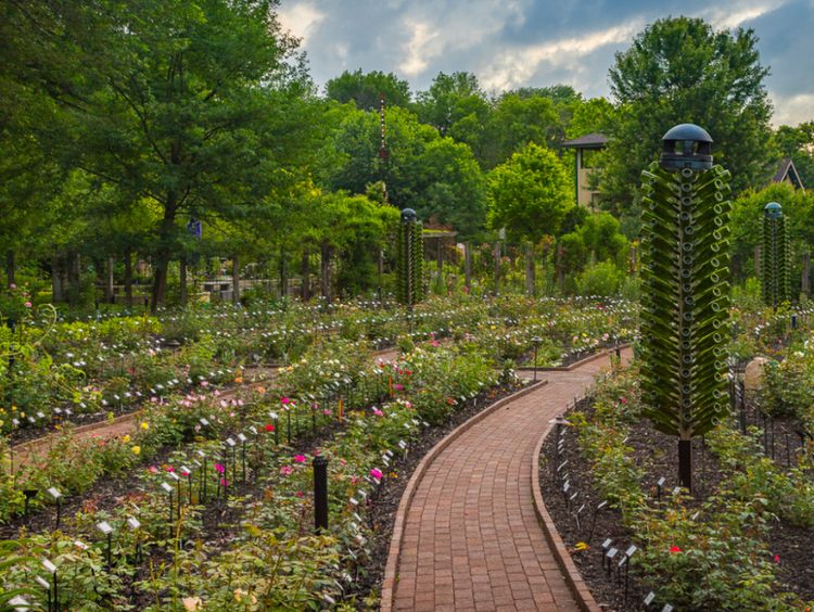 Open Garden Events — Rose Innovations