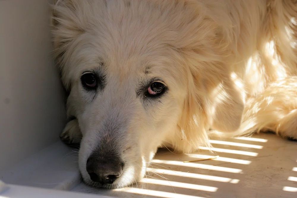 Ruff Love Rescue