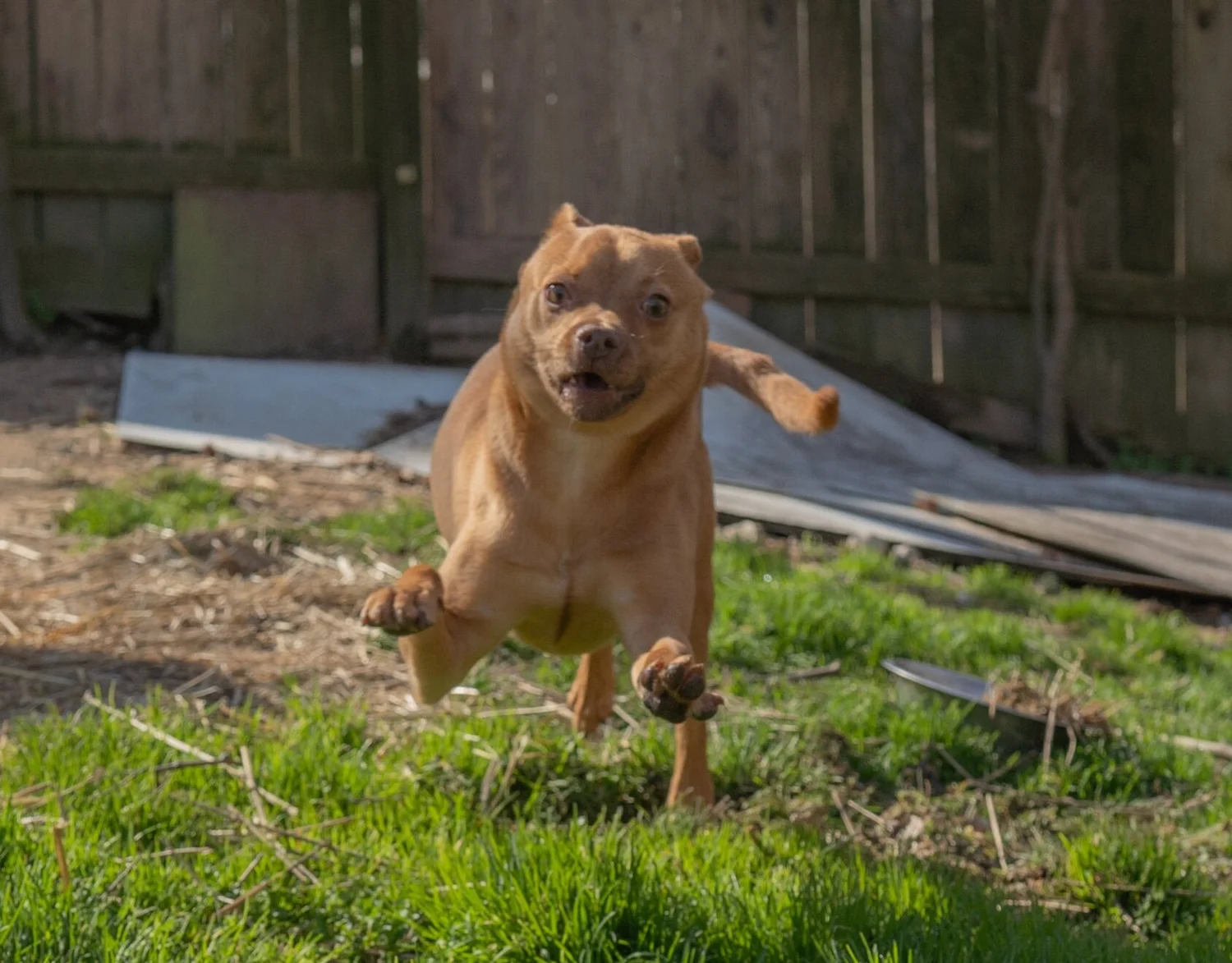 Ruff Love Rescue
