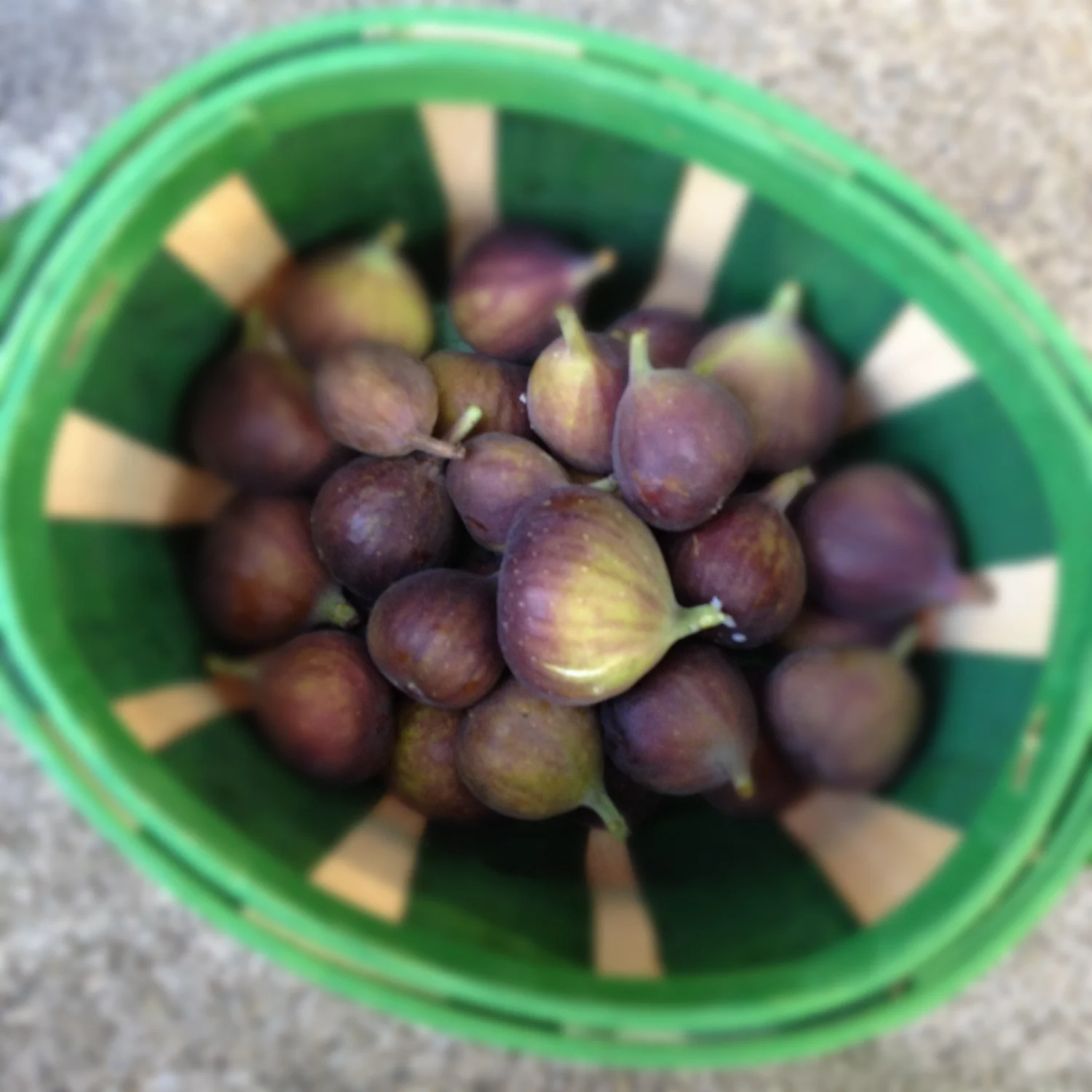 Marmellata di Fichi {Fig Preserves} — Domenica Cooks