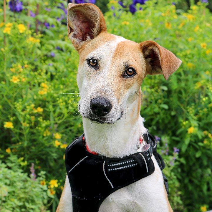 Adoptables — New Collar Collective