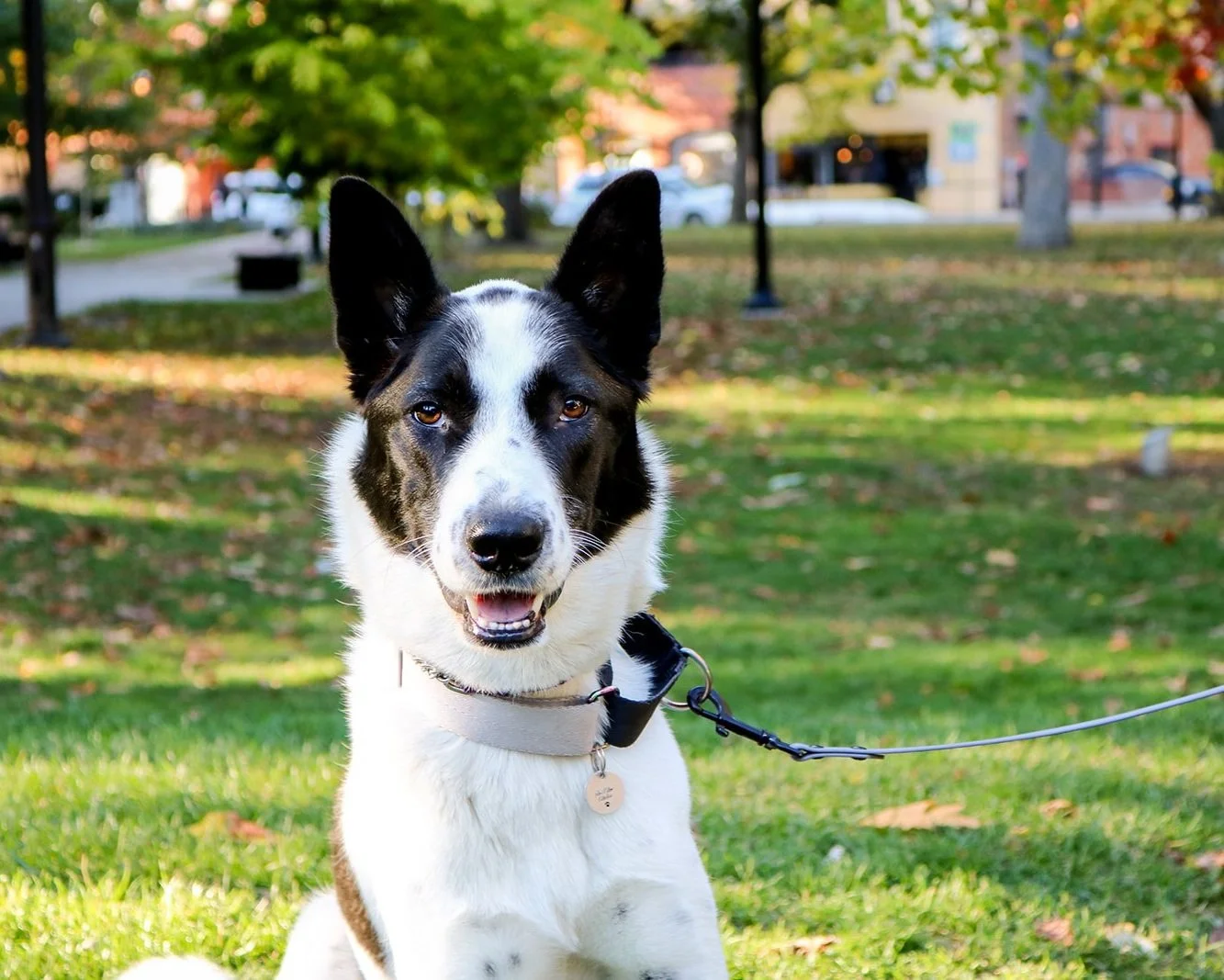 Adoptables — New Collar Collective