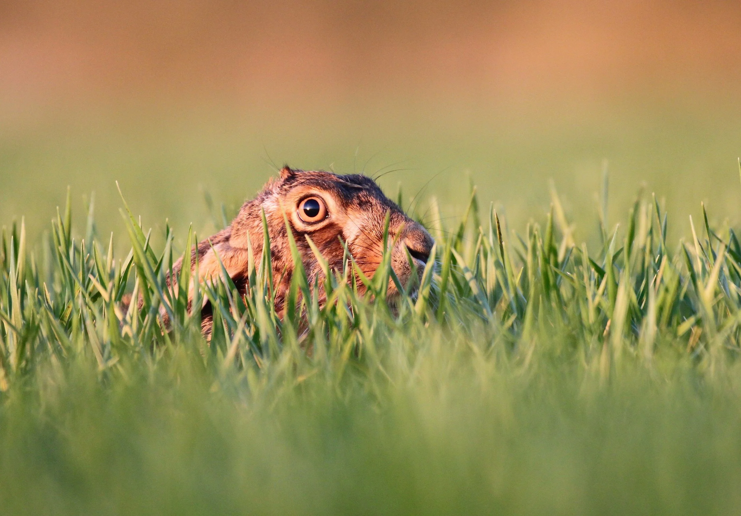Richard Campion Photography Richard Campion is a British Wildlife ...