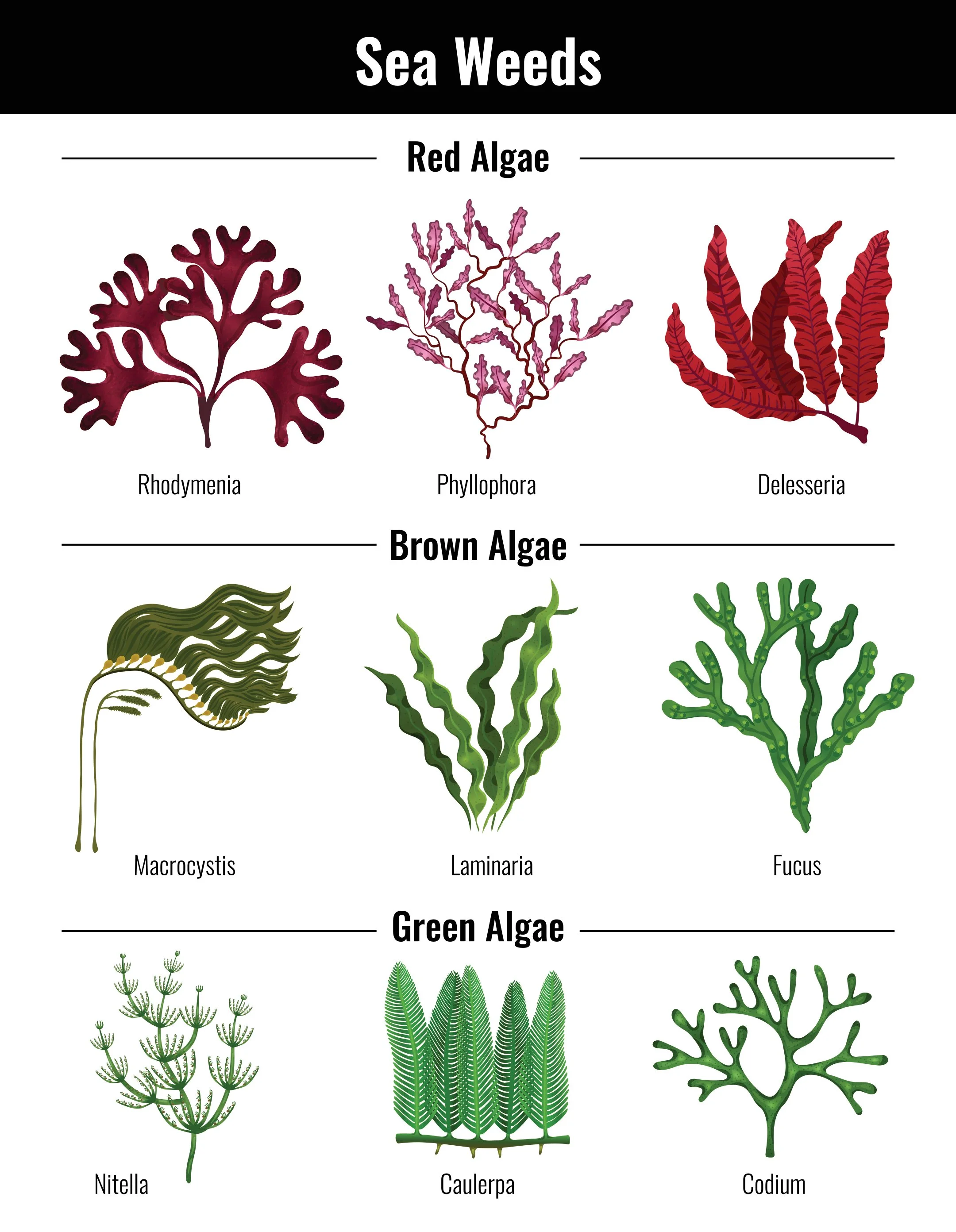 Types of seaweed to eat online