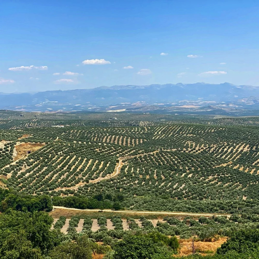 Top Things to Do in Jaén: Castles, Olive Oil & Hidden Gems — Spain Less ...