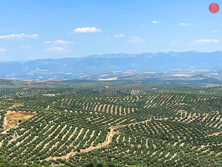 Top Things to Do in Jaén: Castles, Olive Oil & Hidden Gems — Spain Less ...
