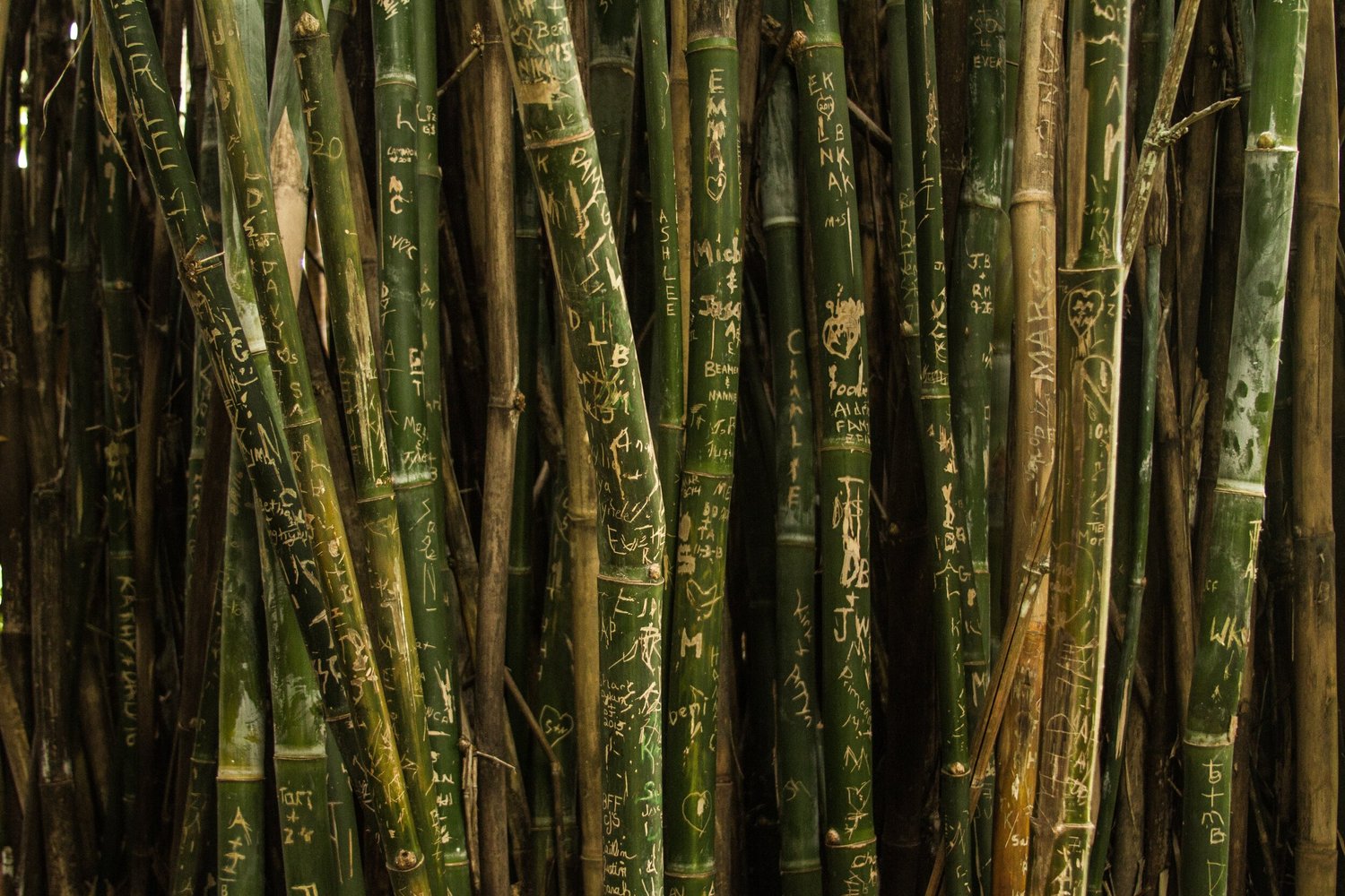 The ABCs of Bill 194: Pt. 1 Amendments to FIPPA — Bamboo Data Consulting