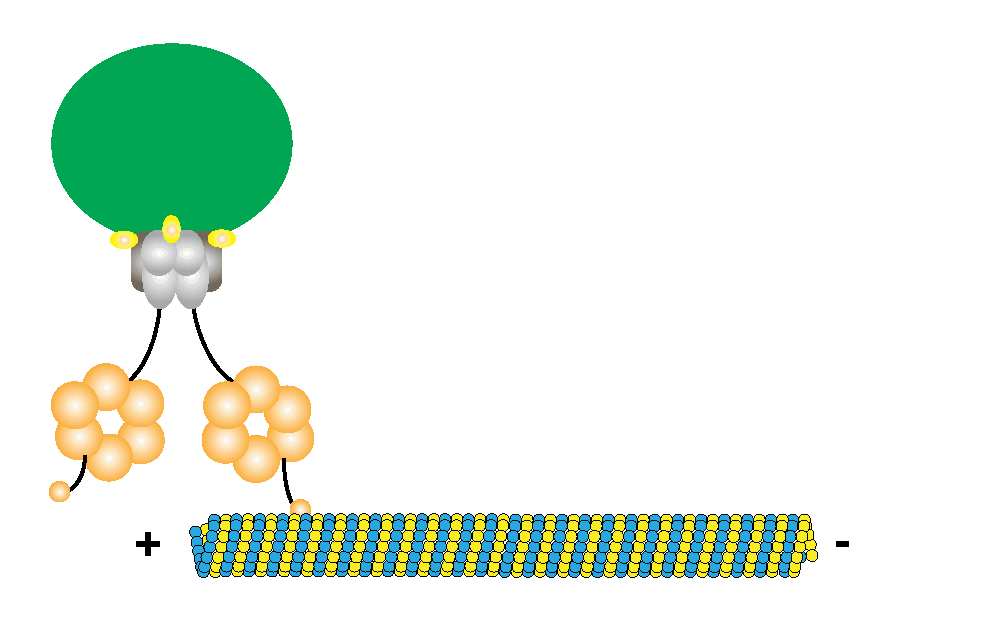 Polarity determination — Gelfand Lab