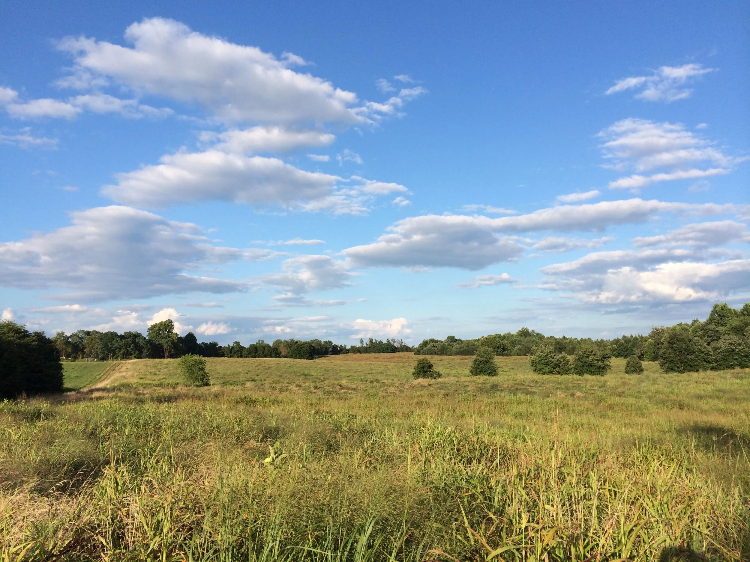 Dragonfly Farms- Regenerative- Grassfed Beef, Lamb and Pork