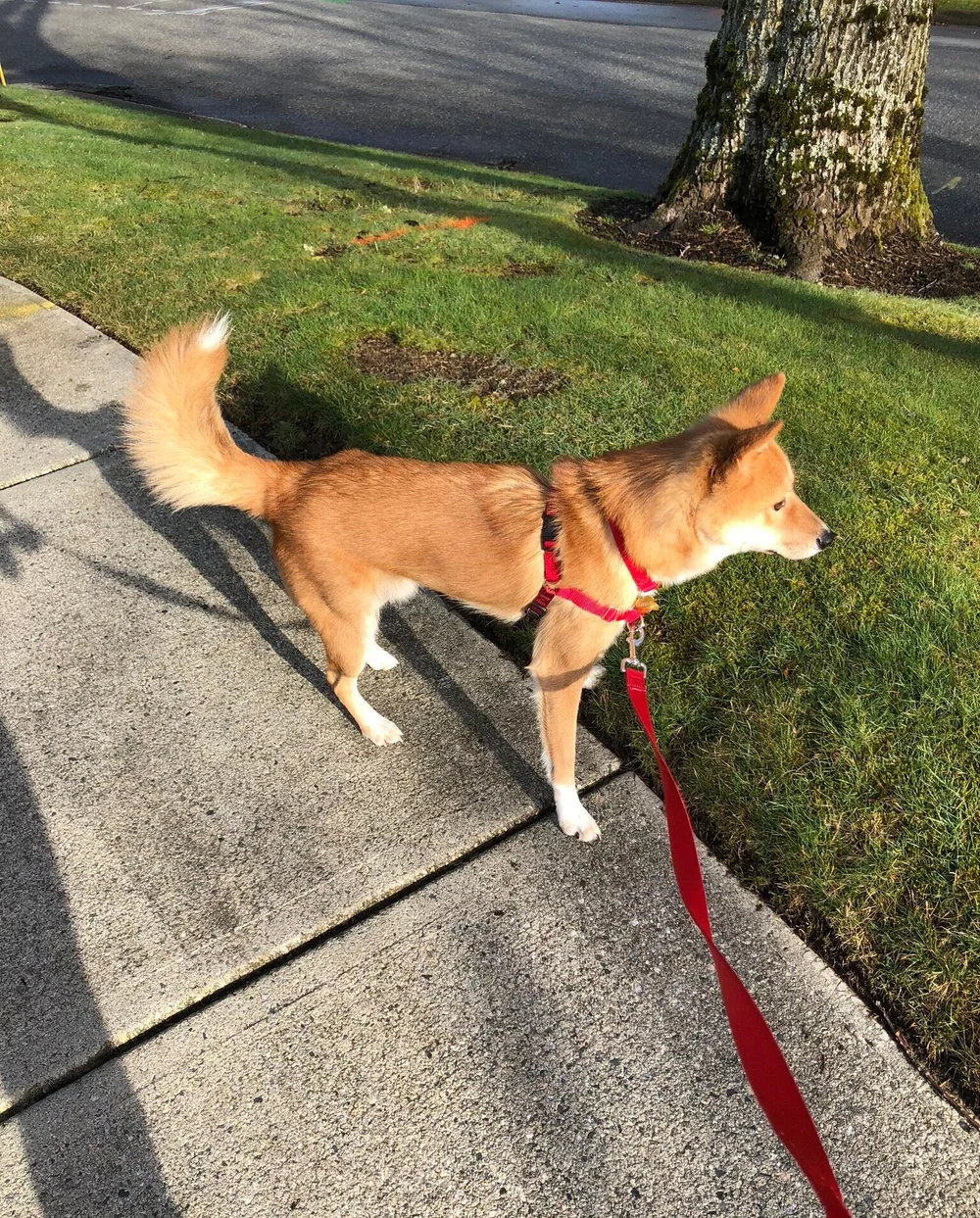 What Type Of Dogs Use Easy Walk Harness
