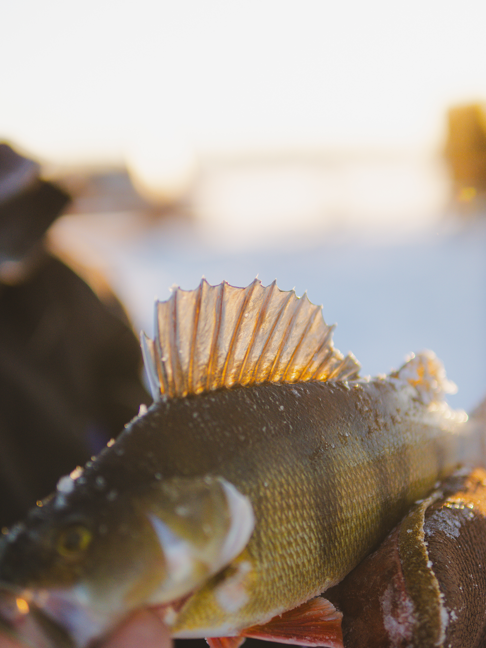 Posioutdoors.fi -fishing and nature experience trips at Posio