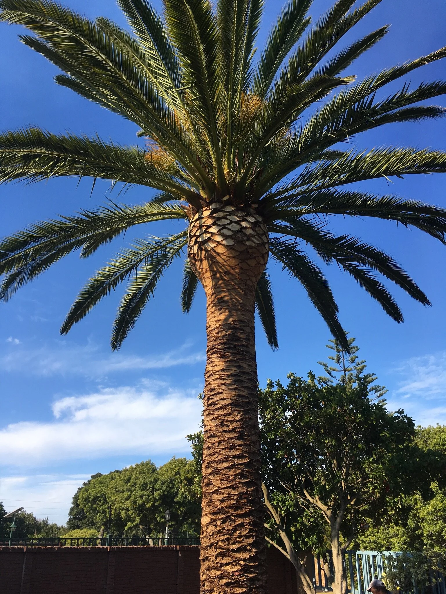 CVES Constantia Valley Environmental Services