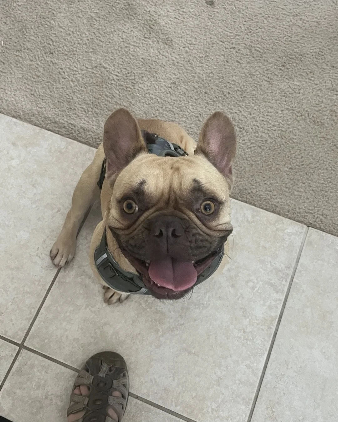 Dog Training Wellington Florida (FL)