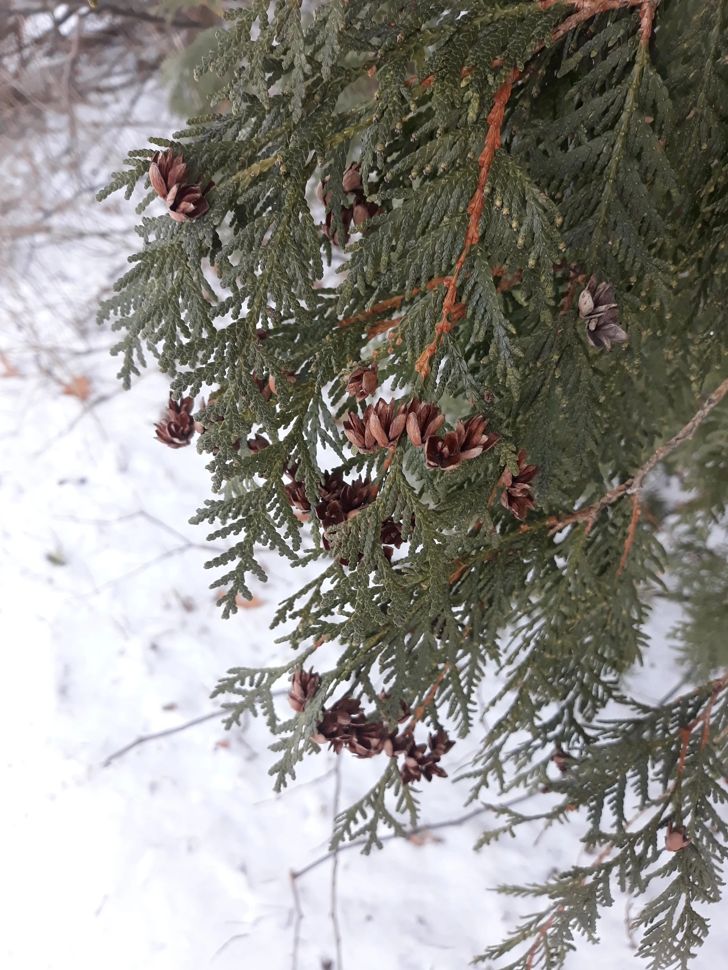 Tree Medicine: Northern White Cedar/ Thuja occidentalis — FLORA+FUNGI