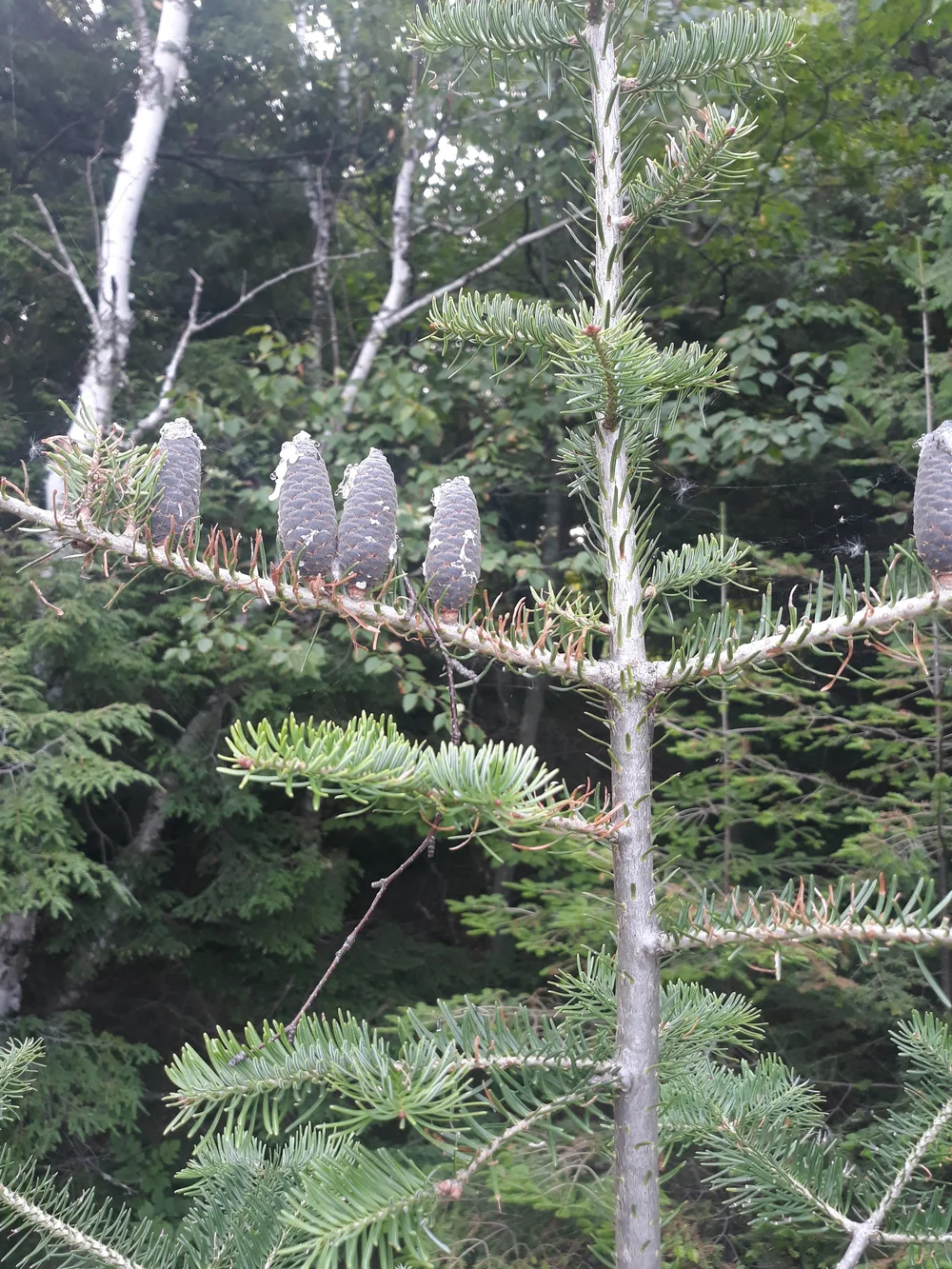 Tree Medicine: Balsam Fir/Abies Balsamea — FLORA+FUNGI