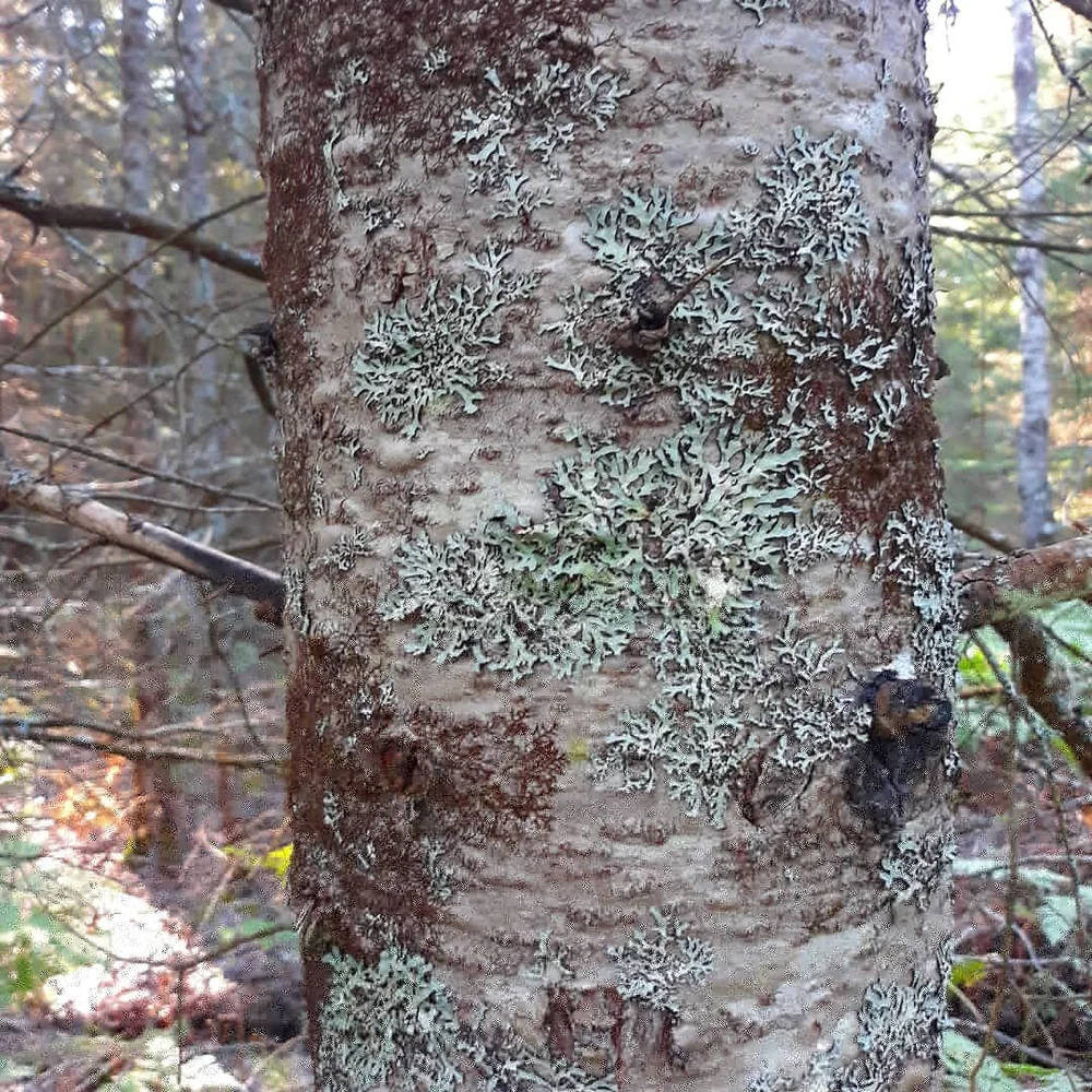 Tree Medicine: Balsam Fir/Abies Balsamea — FLORA+FUNGI