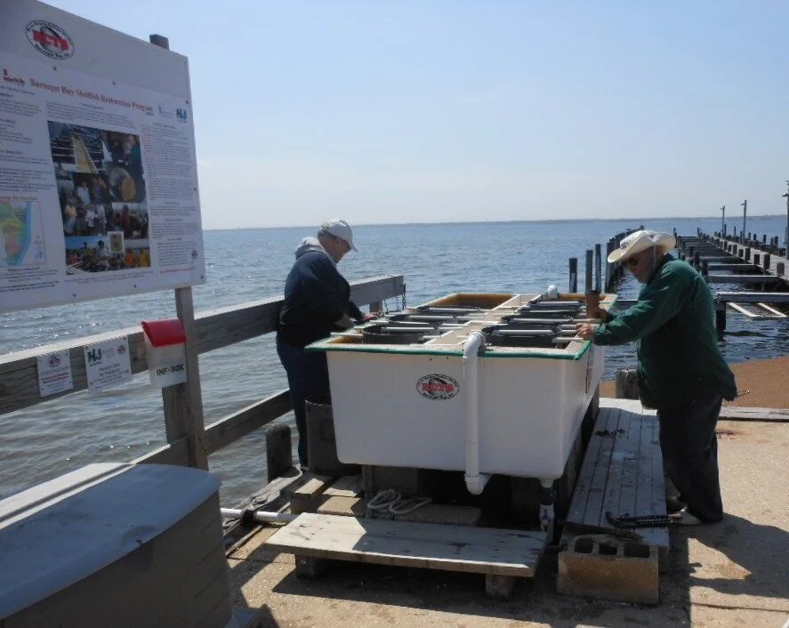 Raising Happy Shellfish — Island Beach Nature Programs