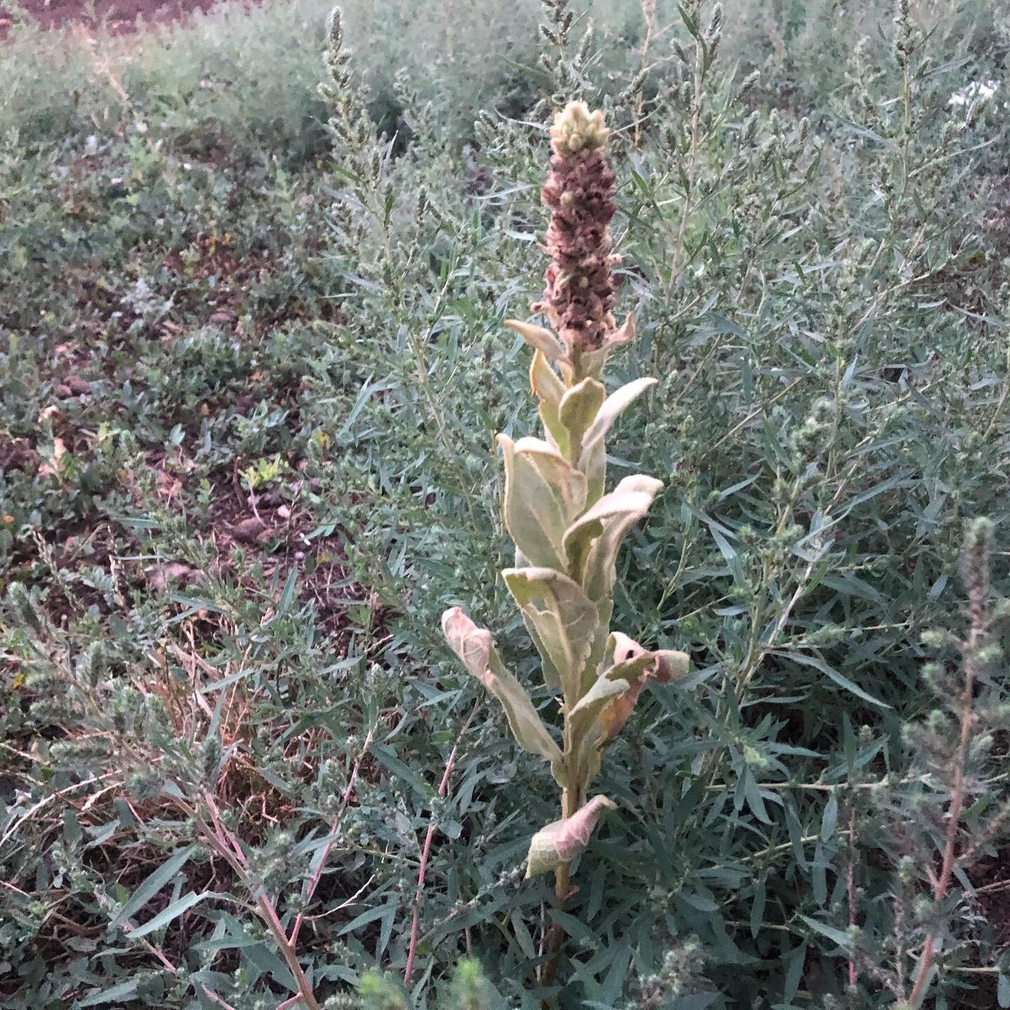 How To Identify Mullein — Ready Set Adventure Box