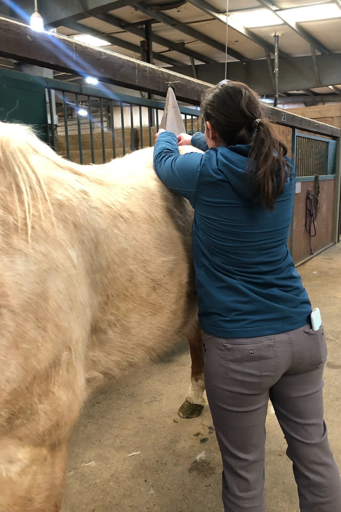 Services — Central Washington Equine Hospital