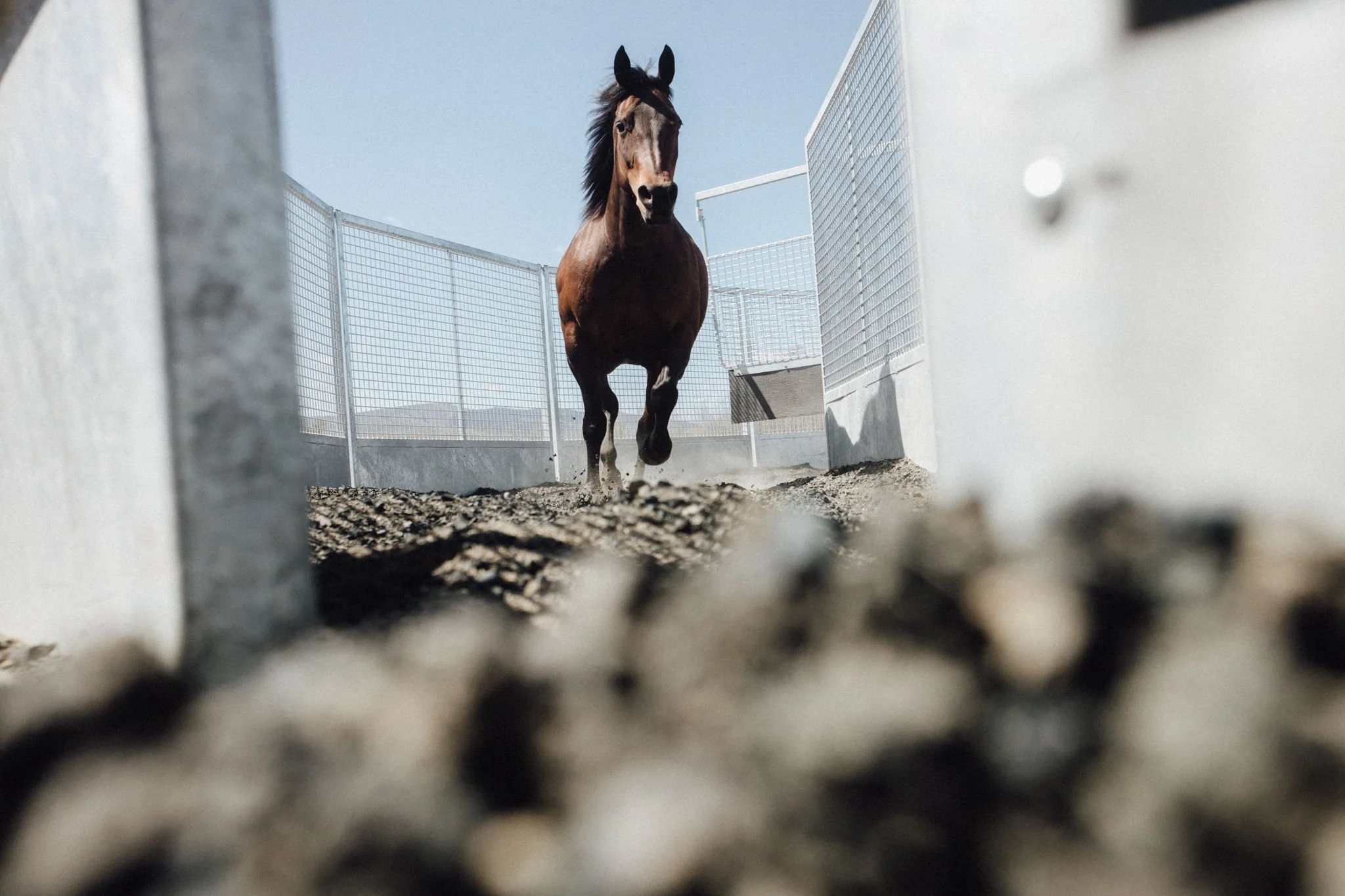 Lakeshore Equine Fitness and Rehab — Central Washington Equine Hospital