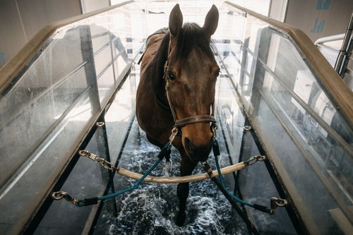 Central Washington Equine Hospital