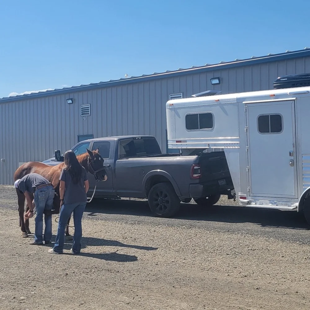 Services — Central Washington Equine Hospital