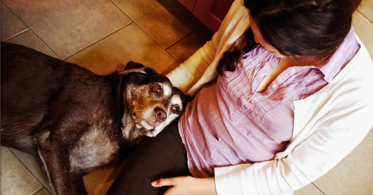 Pet Euthanasia: Signs Your Pet May Be Ready for At-Home Pet Euthanasia ...