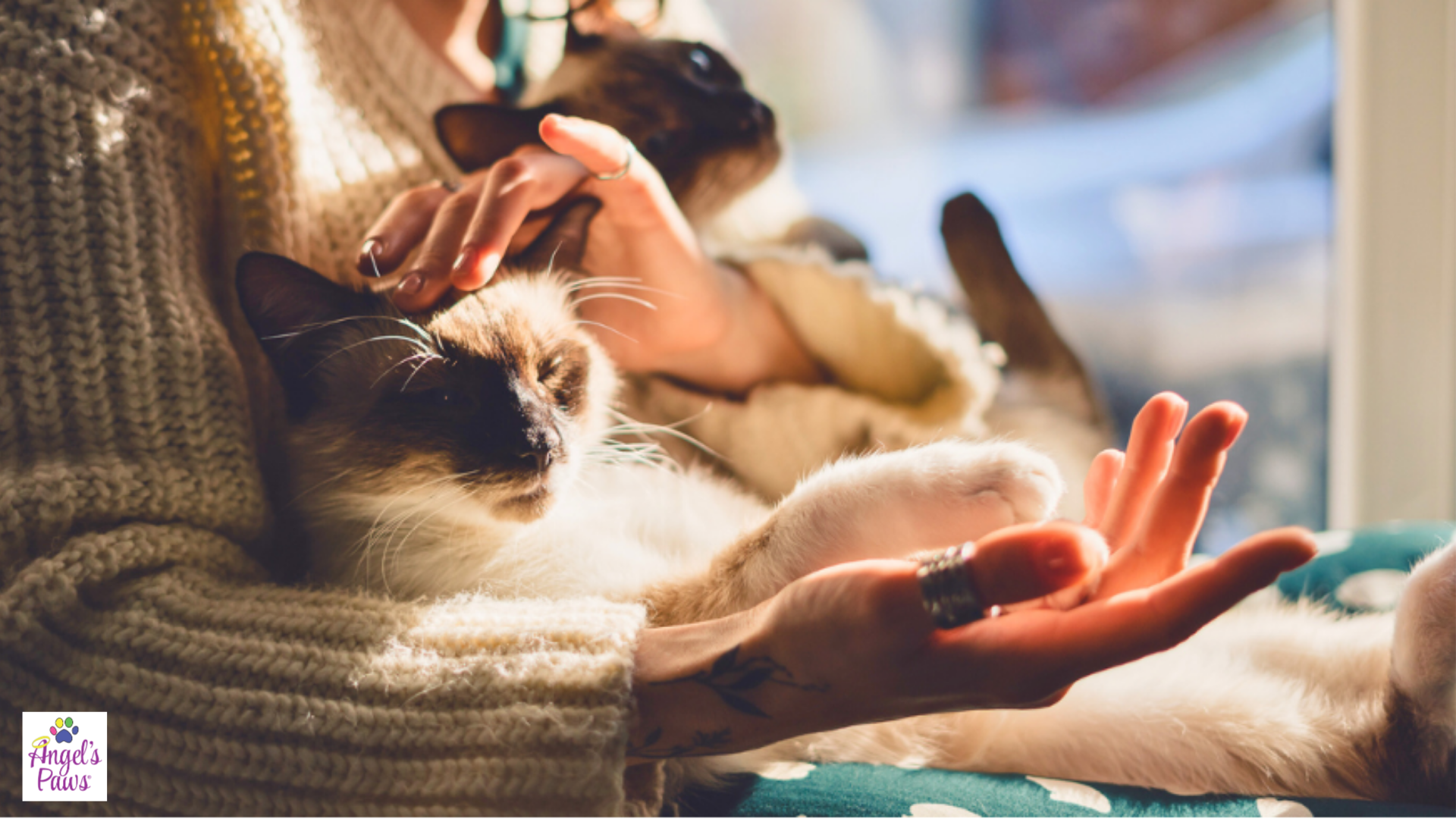 Pet Care: Best Ways to Care for Your Pet During Their Final Chapter ...