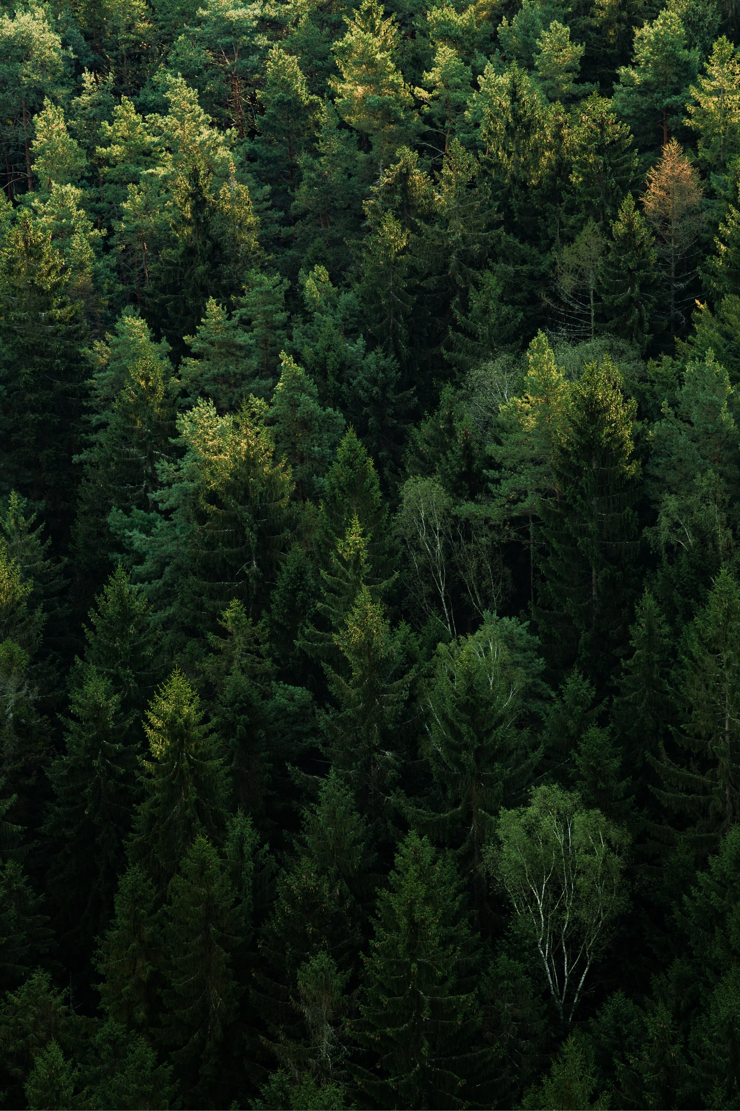 Family Forest Carbon Program