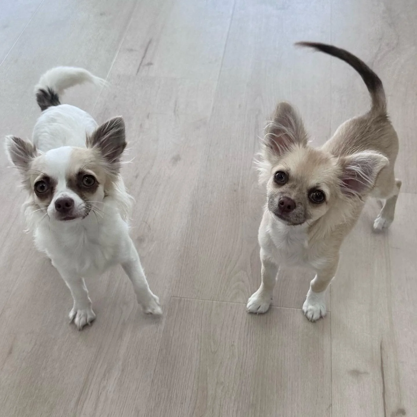 Petite Paws Breeders