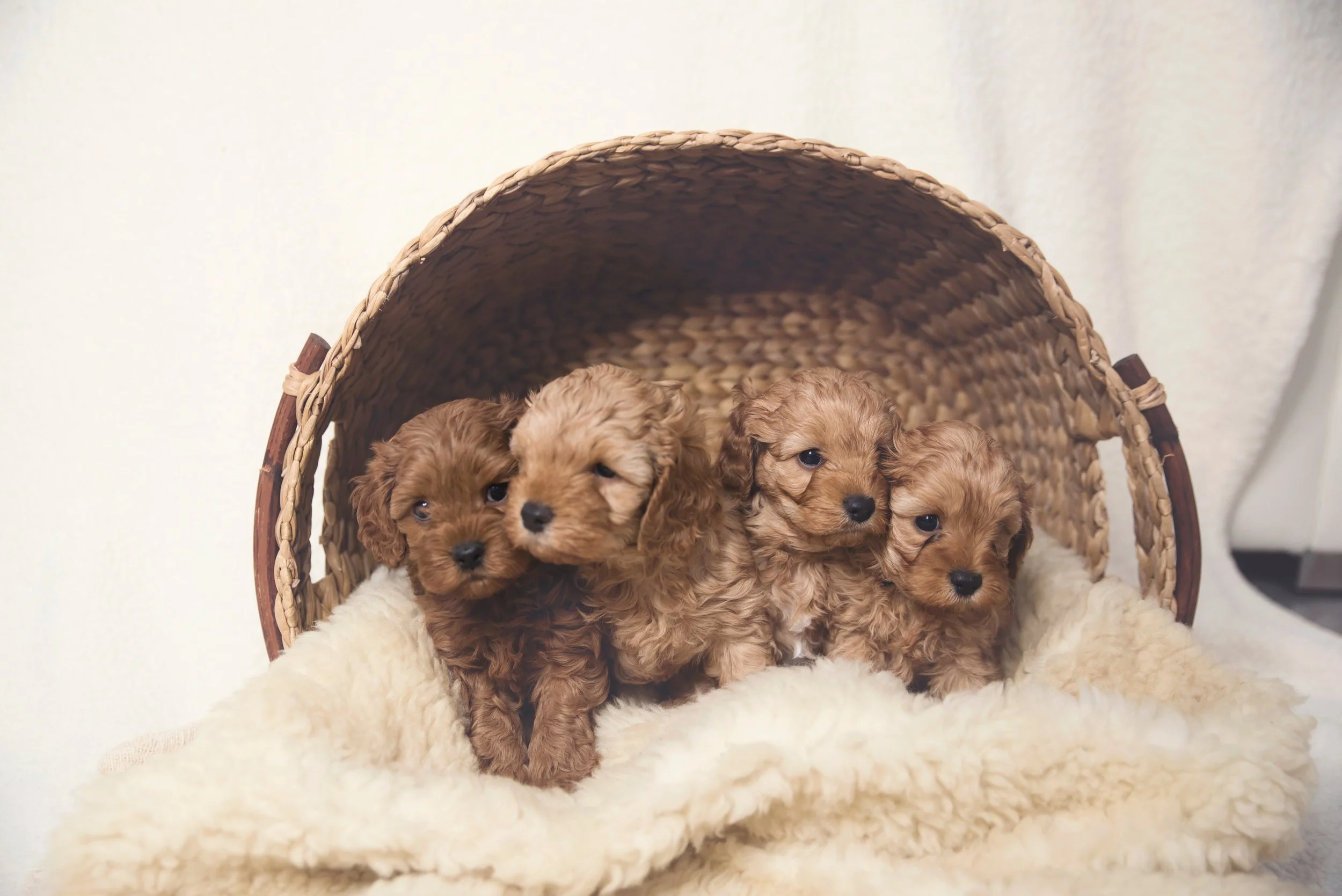 Cavoodle Puppies For Sale on the Gold Coast — Petite Paws Queensland