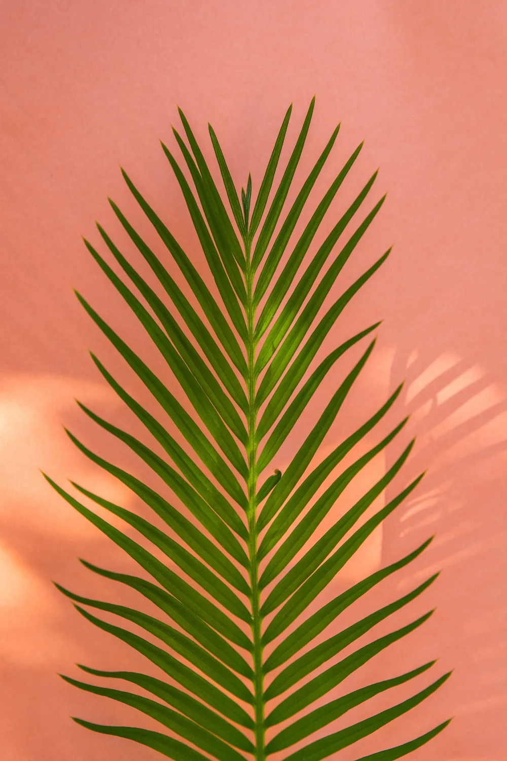 Meg Bodi Skincare in Austin Texas | Enhance Your Skin Today