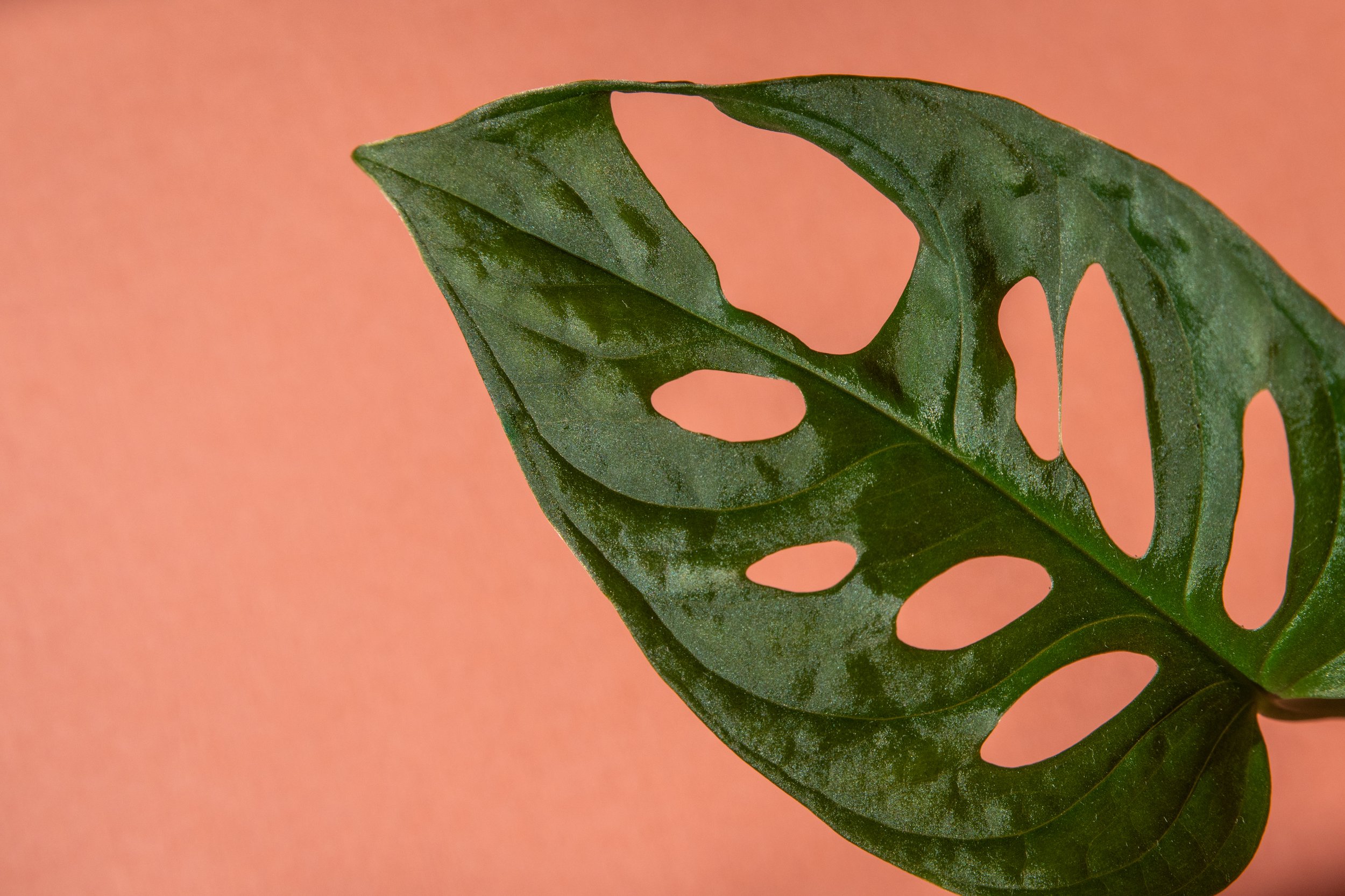 Meg Bodi Skincare in Austin Texas | Enhance Your Skin Today