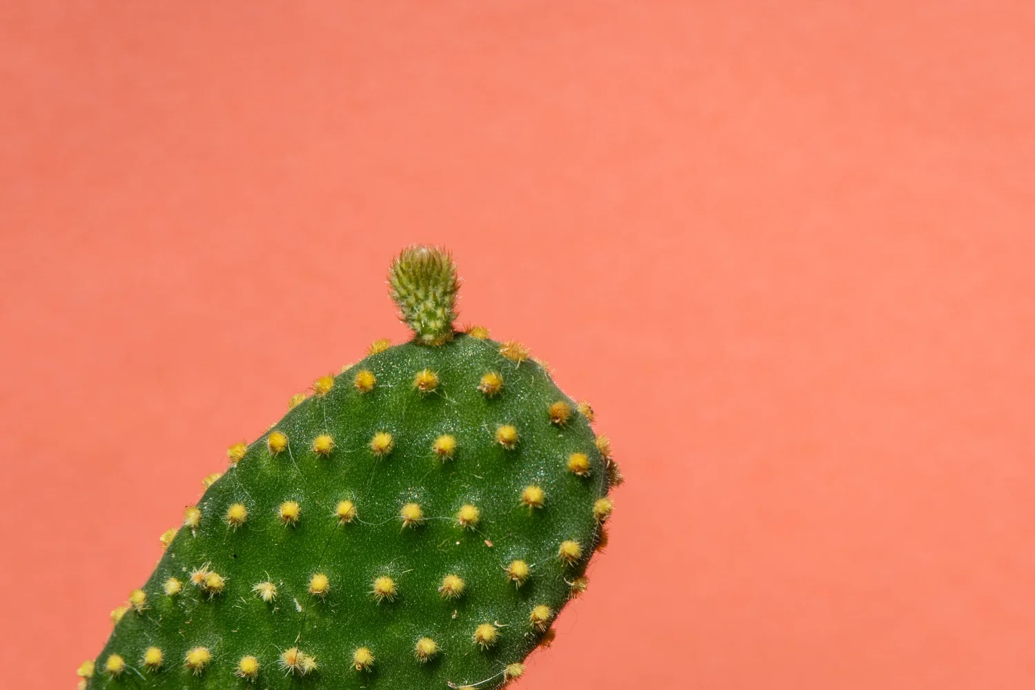 Meg Bodi Skincare in Austin Texas | Enhance Your Skin Today